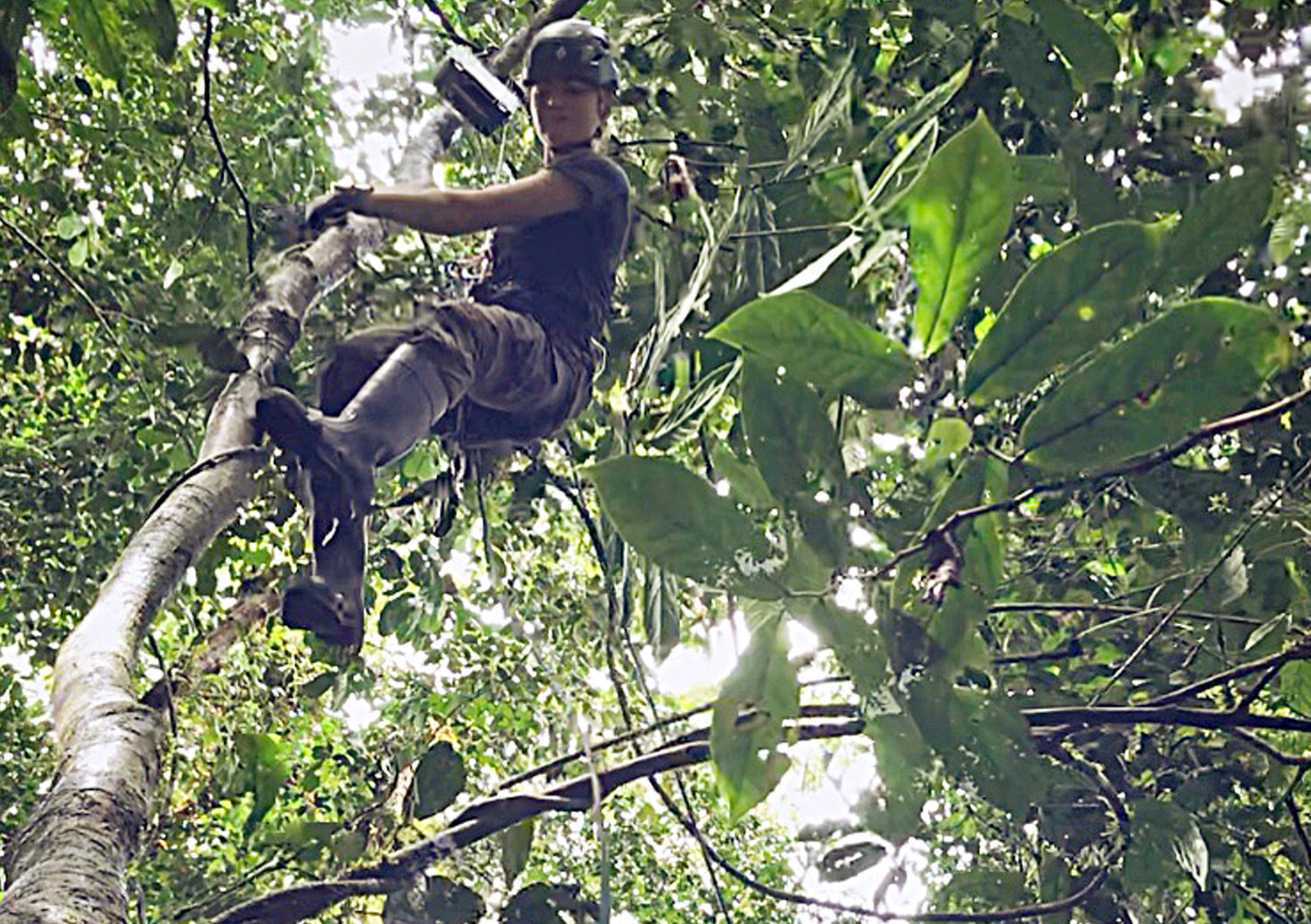 On the trail of the red colobus monkey • Madison magazine