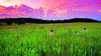 Tallgrass Prairie Photography