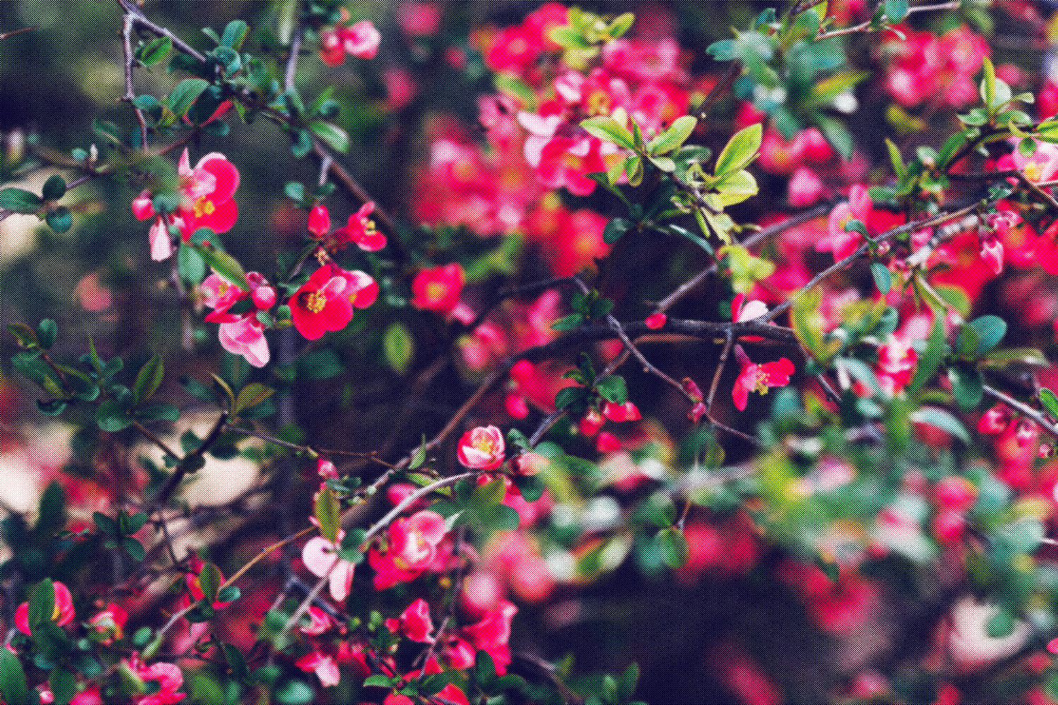 Benediction • Wheaton magazine